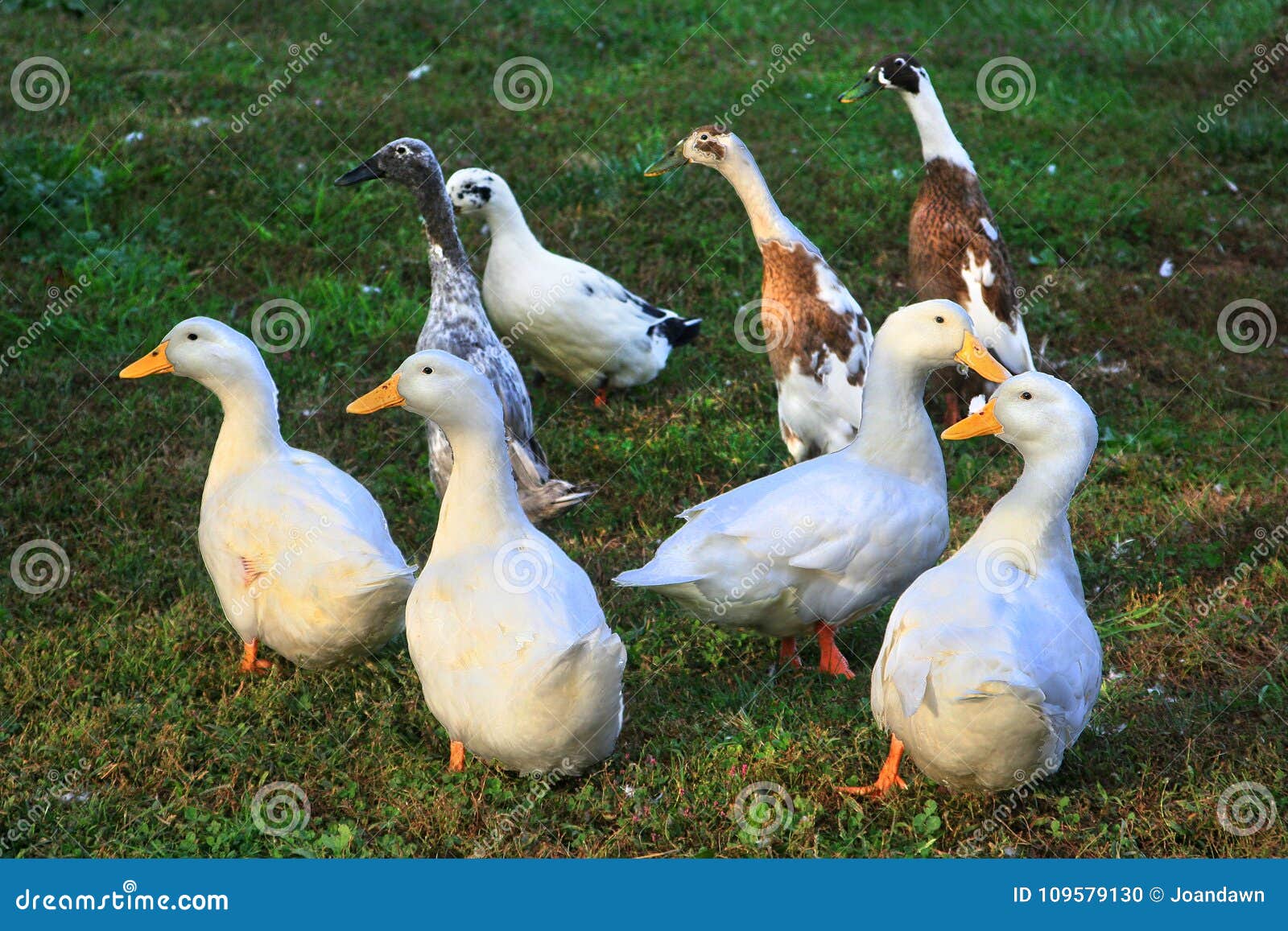 Mixed Group of Ducks, One Looking Wrong Way Stock Photo - Image of ...