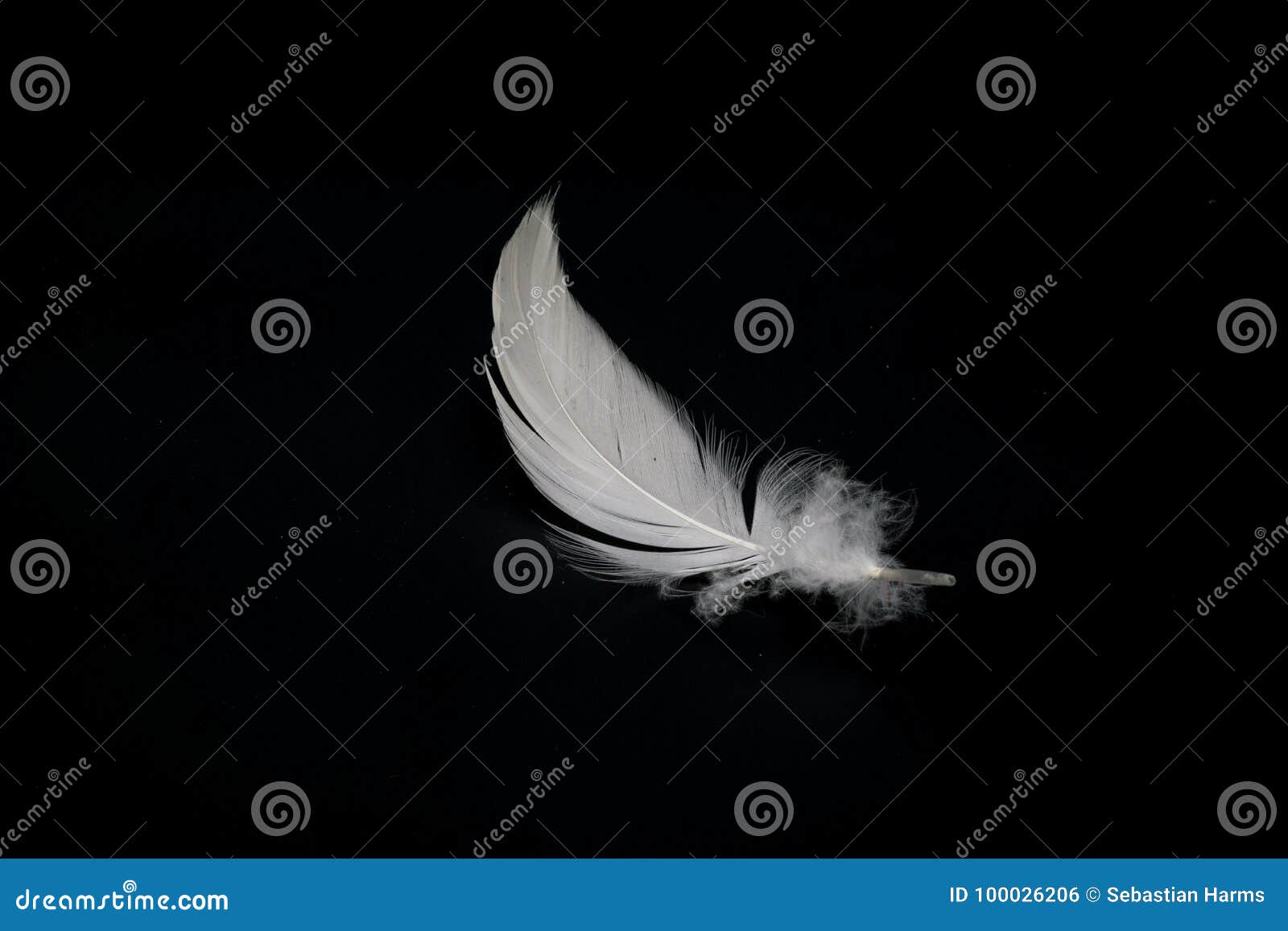 One Single Feather Isolated Stock Photo - Image of object, single ...