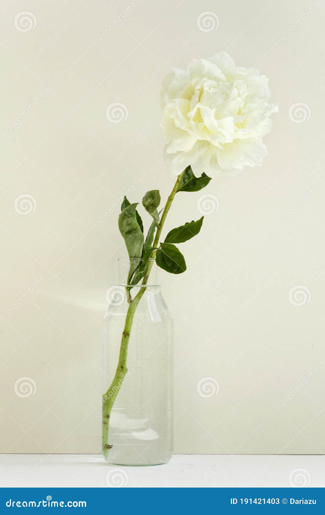 One Single Flower of White Peony in a Transparent Vase on Pastel ...