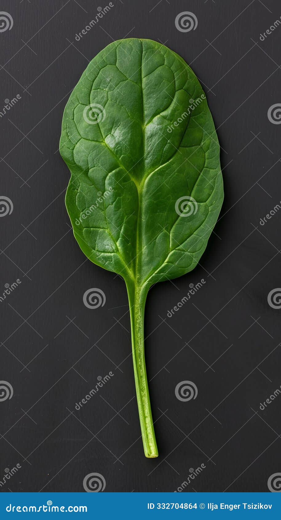 One Single Fresh Green Spinach Leaf Isolated on a Black Background ...