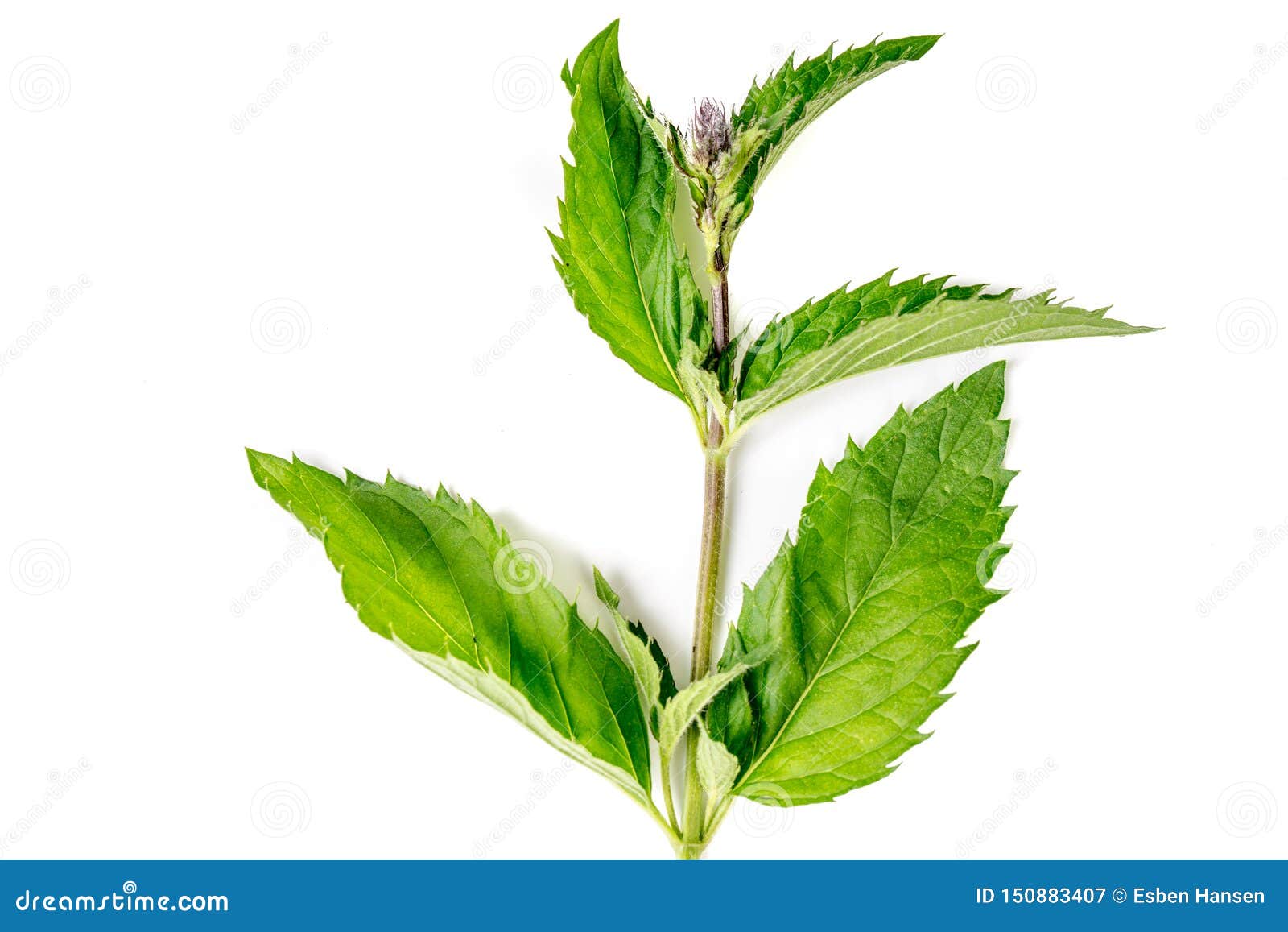 One Single Green Fresh Organic Mint Leaves Stock Image - Image of ...