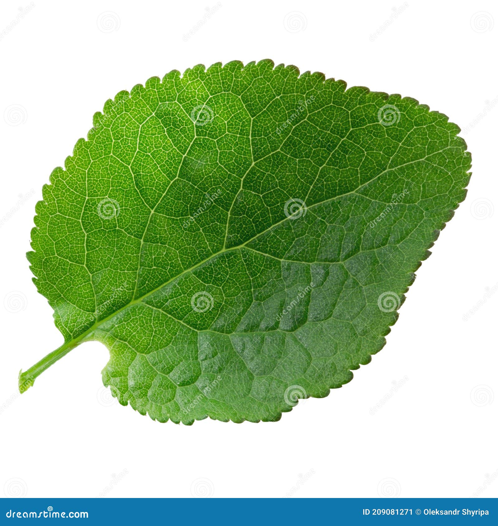 One Single Leaf of Plum Tree Isolated on a White Background Top View ...