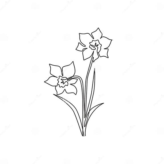 One Single Line Drawing Of Beauty Fresh Narcissus For Garden Logo