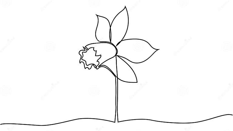 One Single Line Drawing Of Beauty Fresh Narcissus For Garden Logo