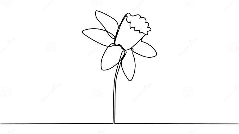 One Single Line Drawing Of Beauty Fresh Narcissus For Garden Logo