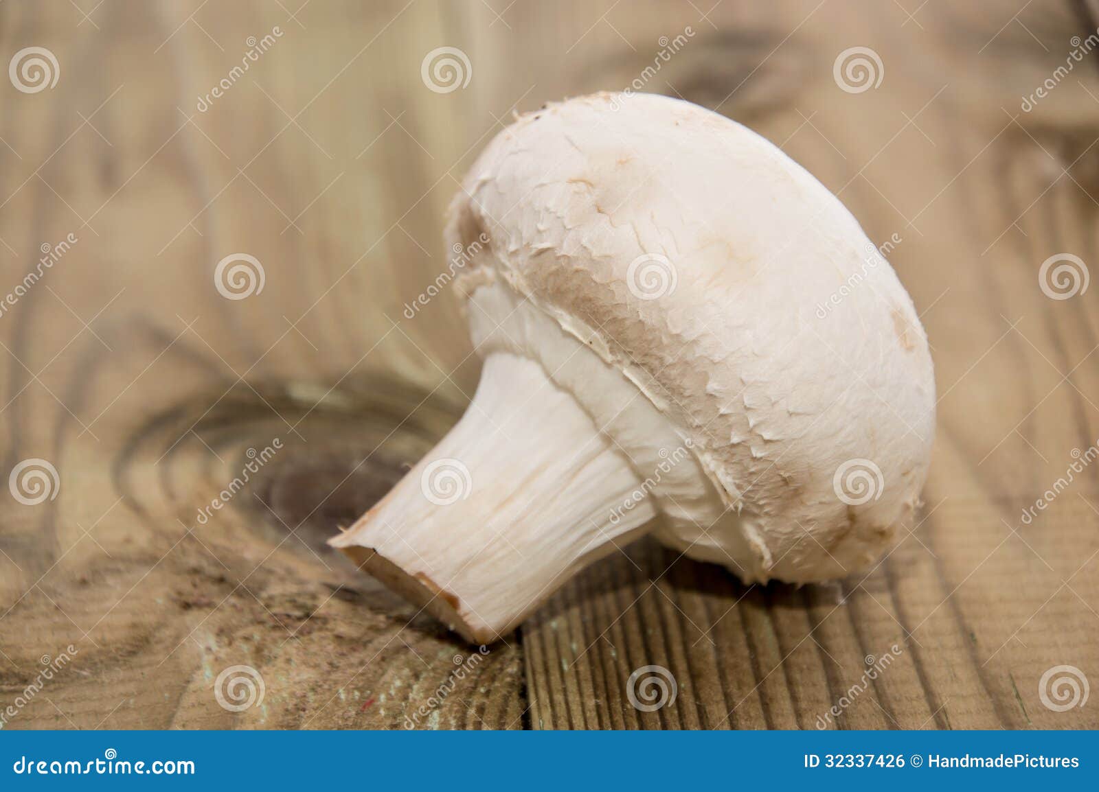 One single Mushroom stock photo. Image of studio, shot - 32337426