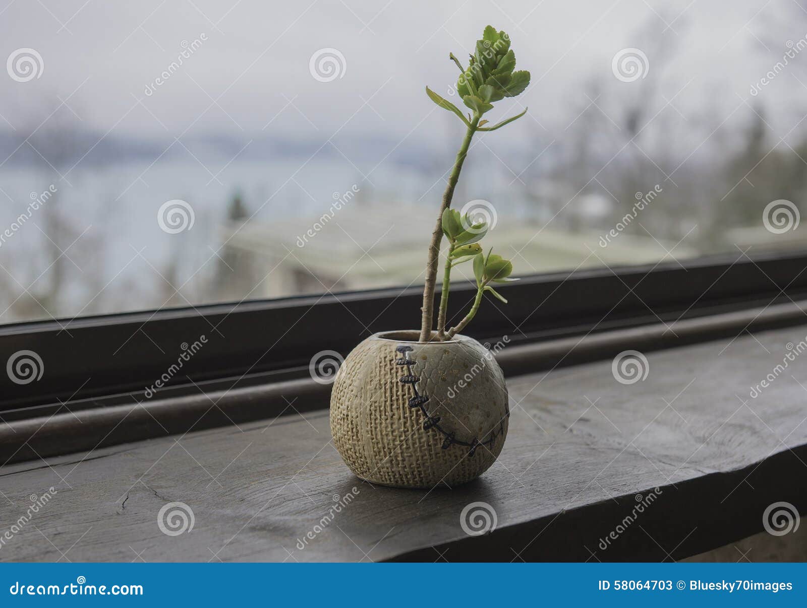 One Single Plant stock image. Image of light, decoration - 58064703
