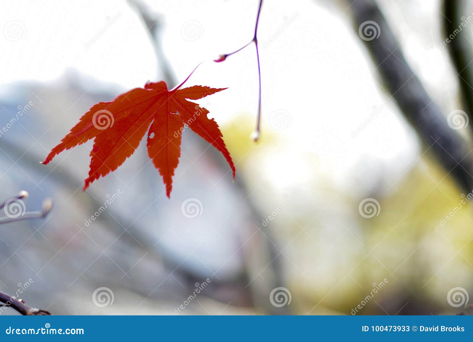 One Single Red Japanese Maple Leaf Stock Image - Image of environment ...