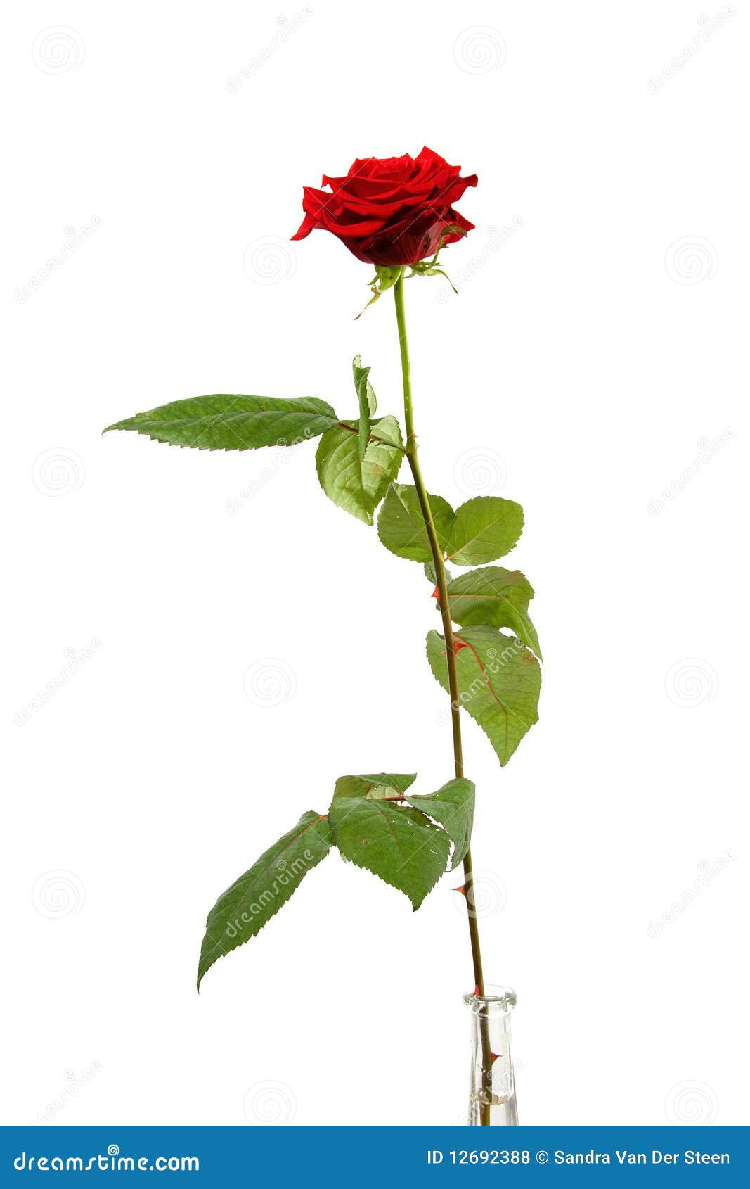One single red rose stock photo. Image of romance, roses - 12692388
