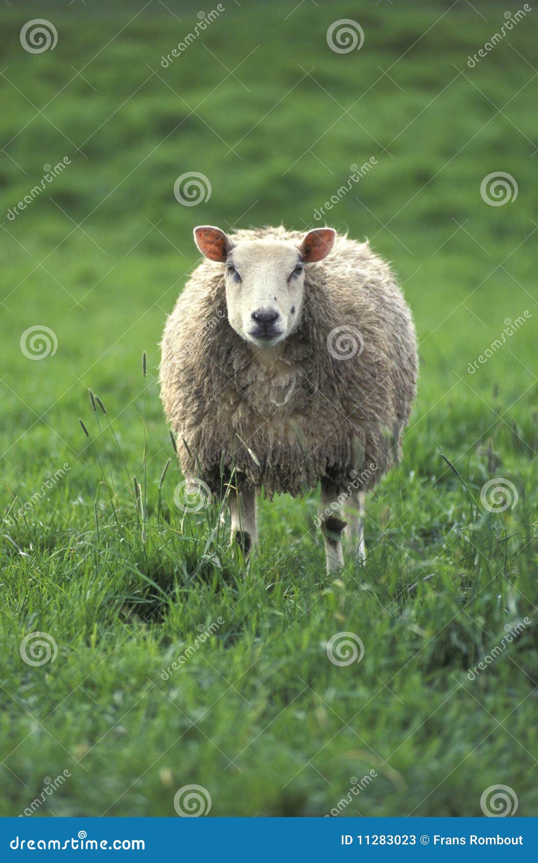 One Single Sheep in the Meadow Stock Image - Image of animal, field ...