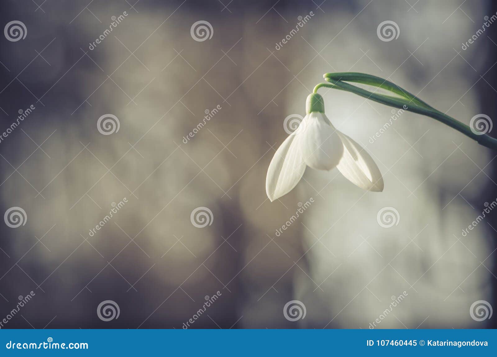 One Single Snowdrop in Gray Background Stock Image - Image of life ...