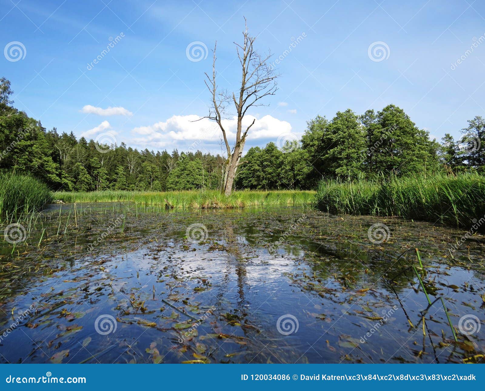One Single Tree and Cloudy Sky Reflection at Water Surface Stock Photo ...