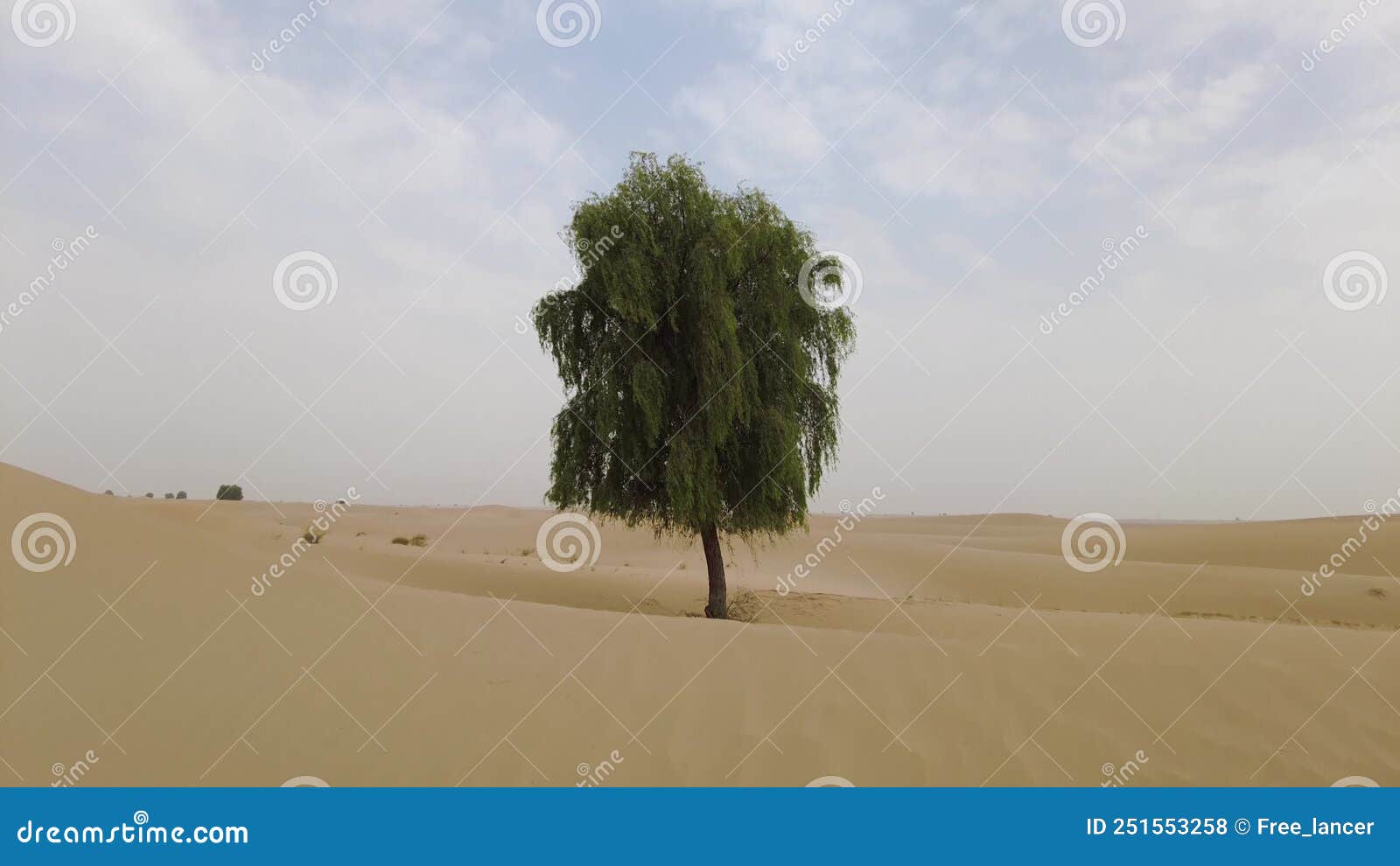 One Single Tree in the Desert in the UAE Hidden in the Sand Dunes Stock ...