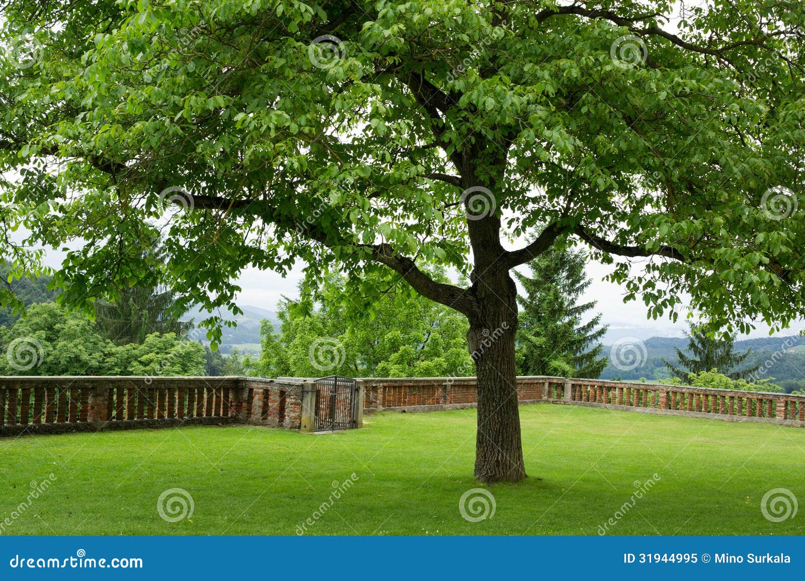 One single tree stock image. Image of lonely, lone, peace - 31944995