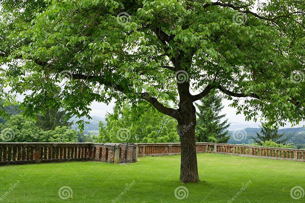 One single tree stock image. Image of lonely, lone, peace - 31944995