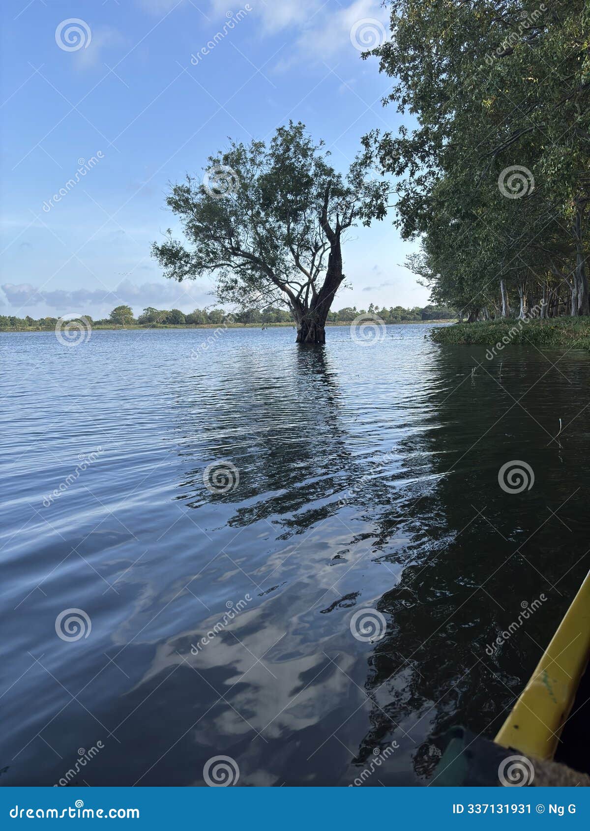 Single tree from lake stock image. Image of boating - 337131931