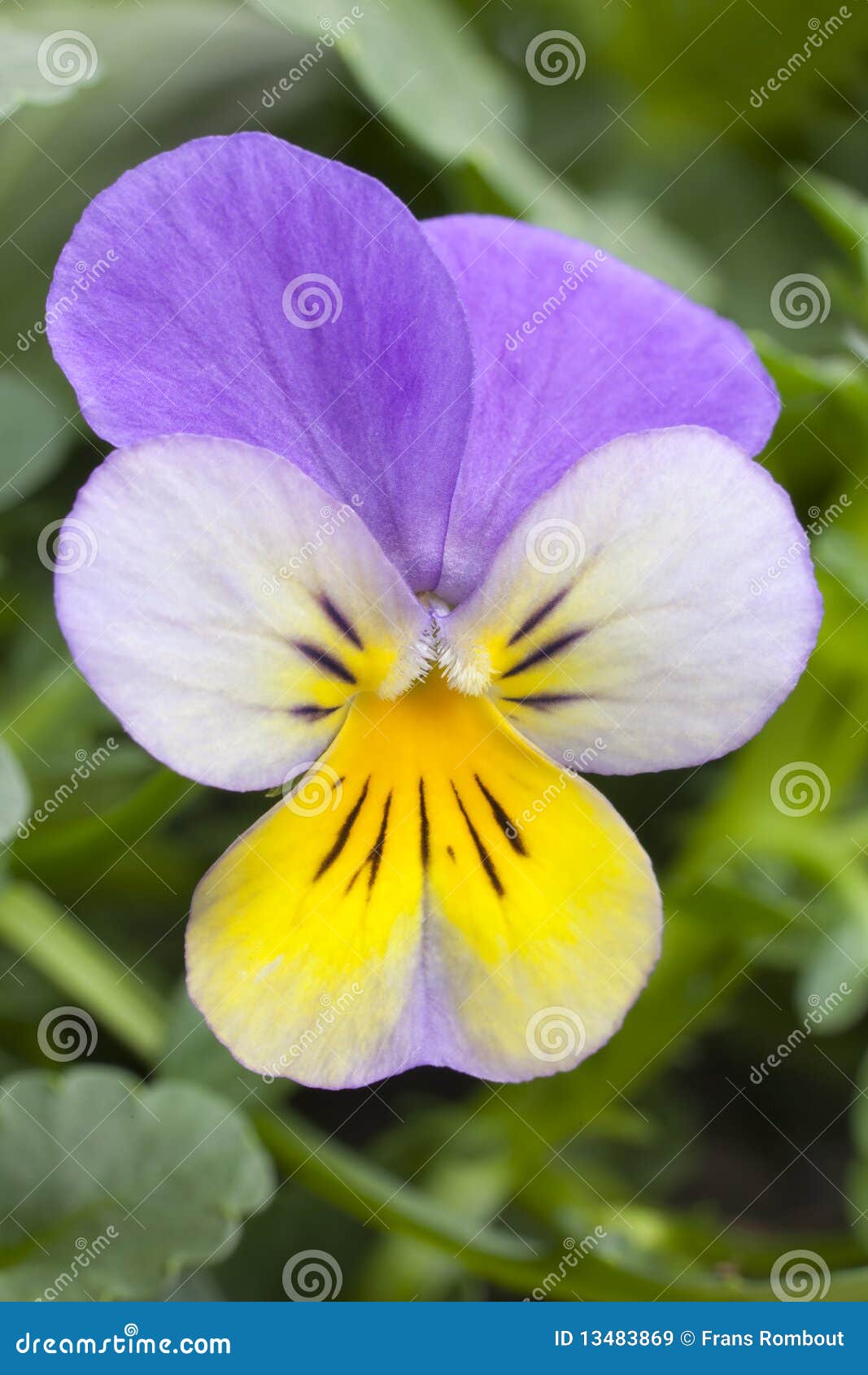 One Single Viola Cornuta Tricolor Stock Image - Image of flower, viola ...