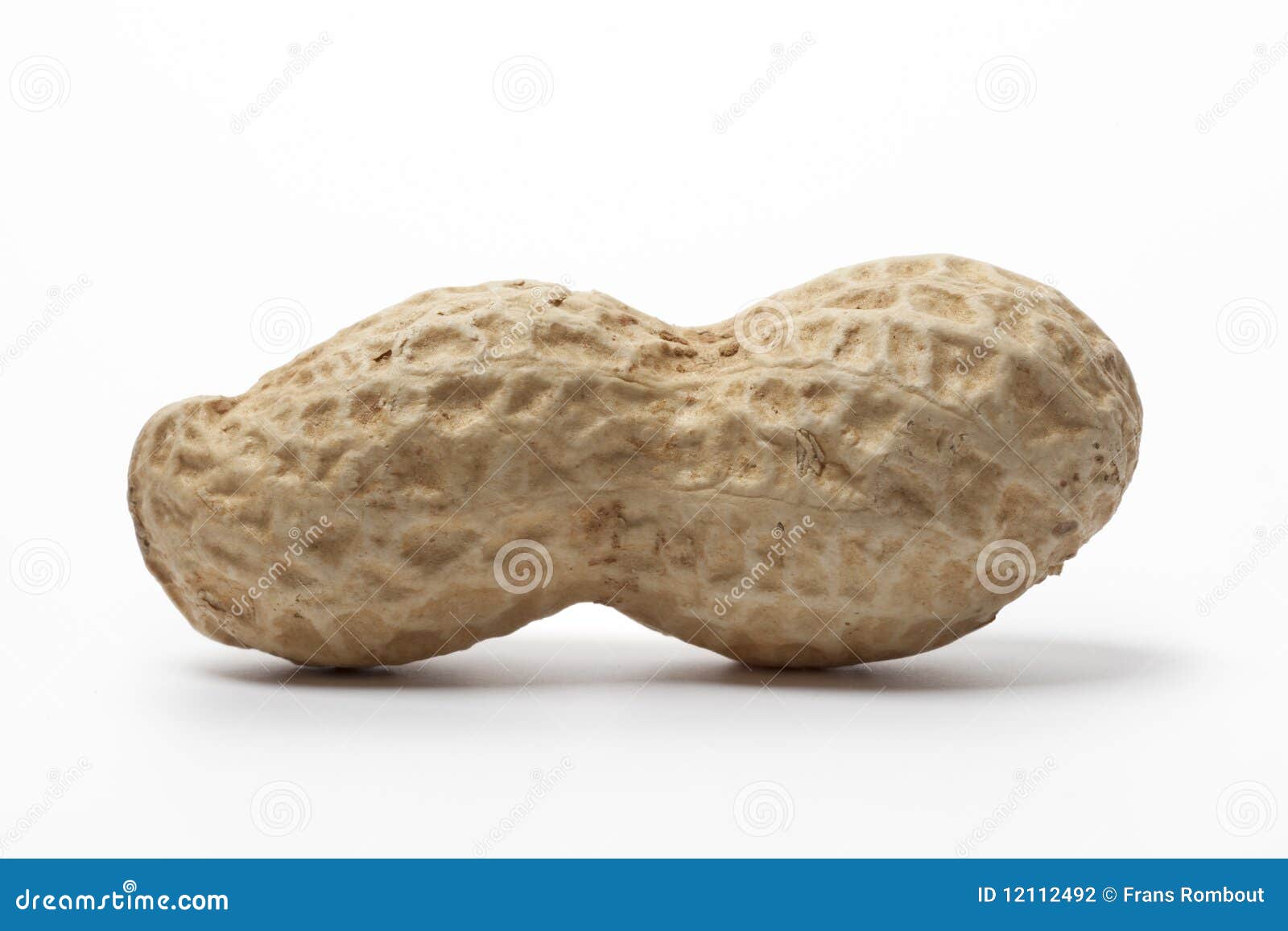 One single whole Peanut stock photo. Image of white, horizontal - 12112492