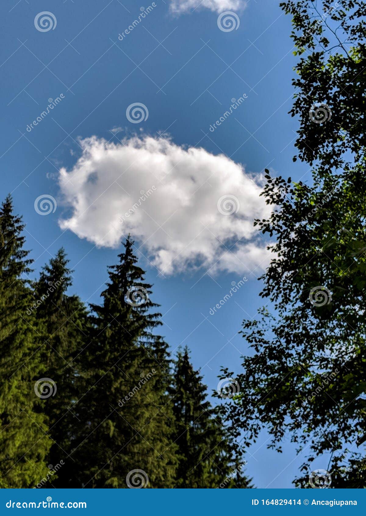 One Singular Cloud Seen through Tall Pine Trees Stock Photo - Image of ...