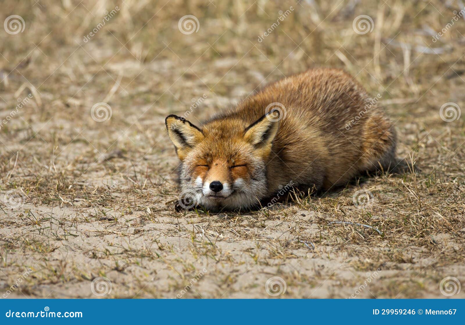 Sleepy Red Fox stock photo. Image of focus, hunting, animal - 29959246