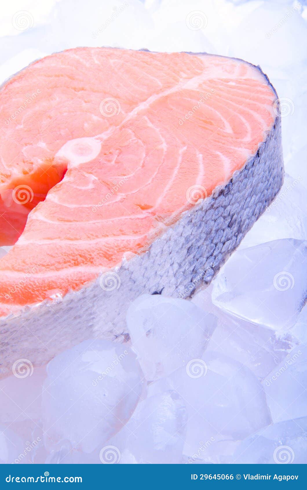 One Slice of Red Fish - Salmon, on Ice Stock Photo - Image of macro ...