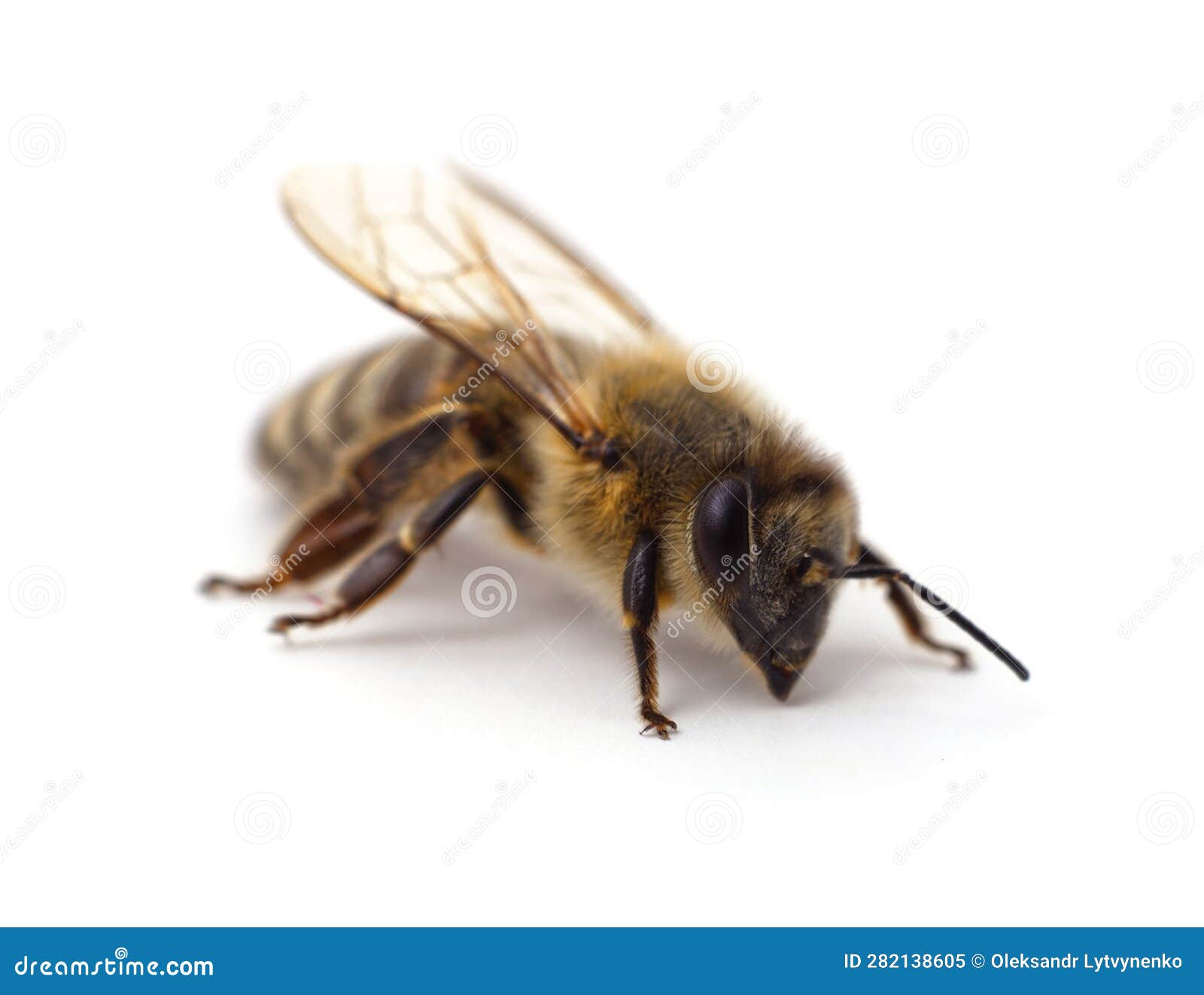 One small bee stock image. Image of white, studio, spring - 282138605