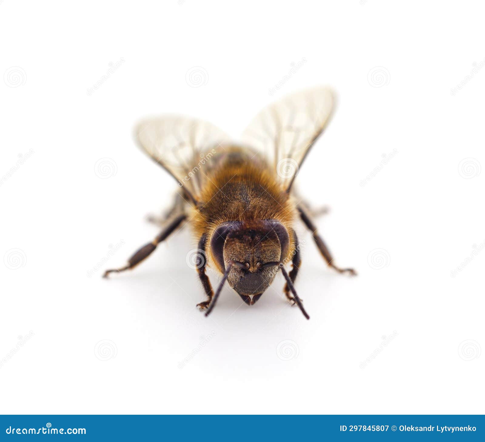 One small bee stock image. Image of honey, white, little - 297845807