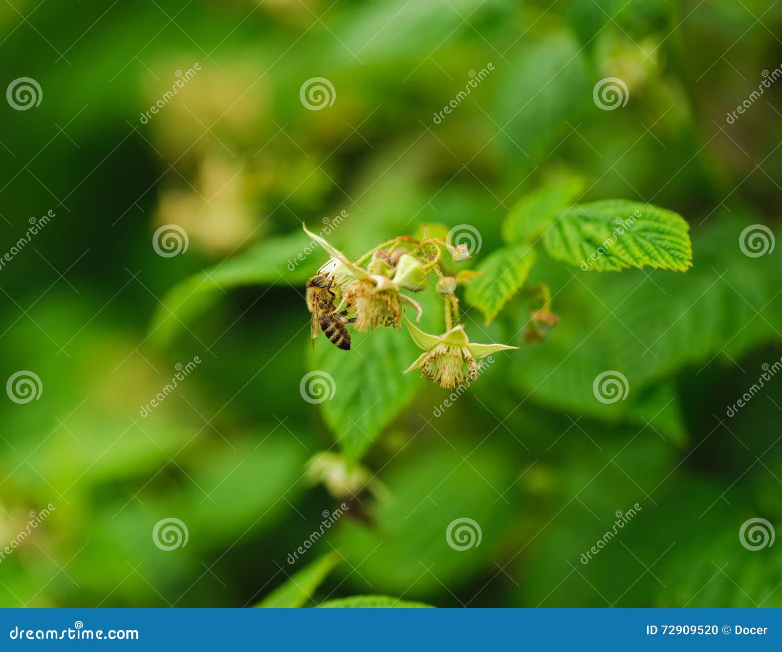 One Small Bee Pollination Flower on Raspberry Cane Stock Photo - Image ...