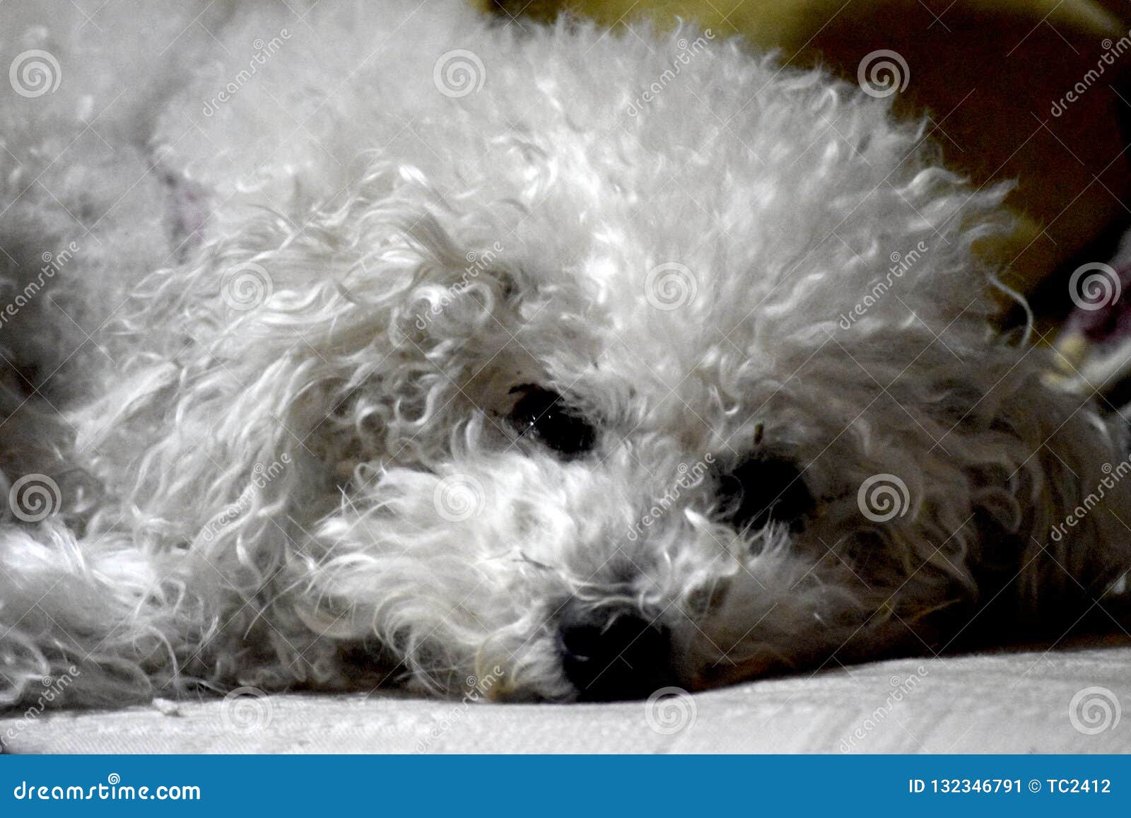 One small Bichon Frise stock image. Image of cute, white - 132346791