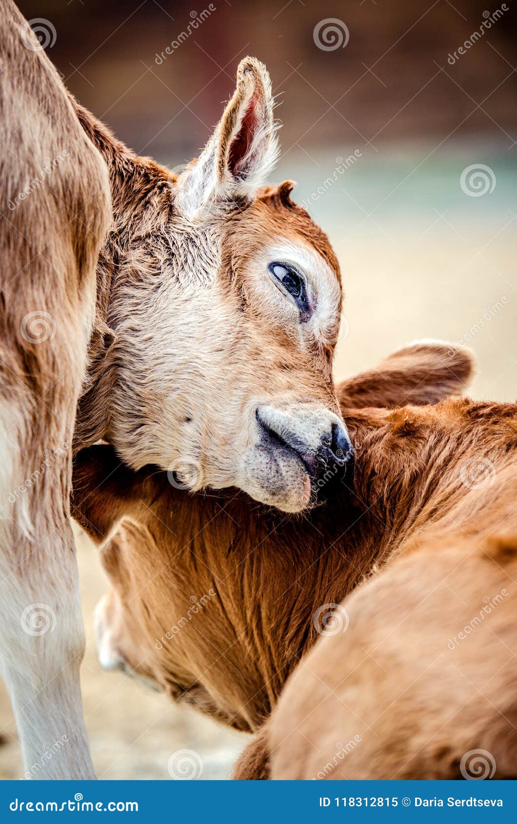 One Small Calf Laid Its Head on the Head of Another Calf. Stock Image ...