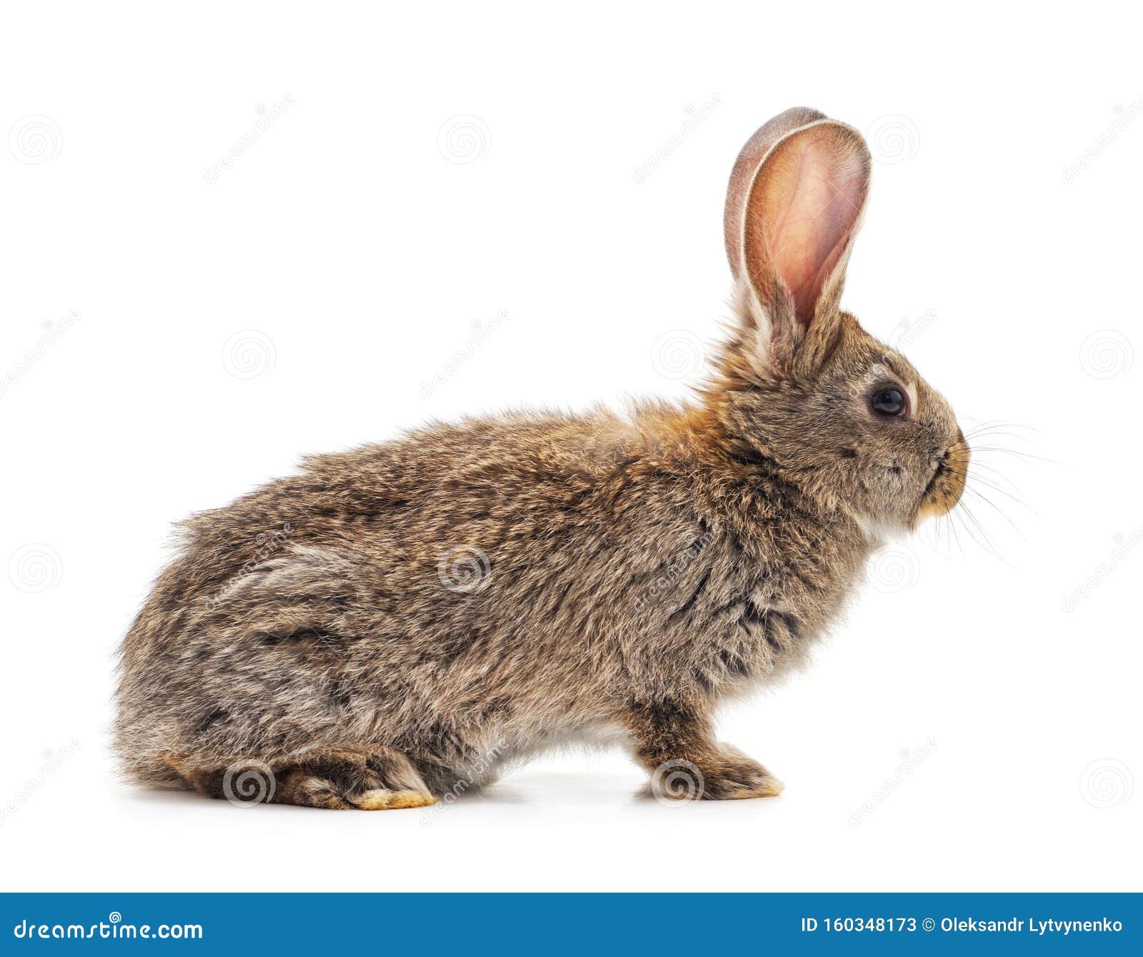 One small brown rabbit stock image. Image of bunny, closeup - 160348173