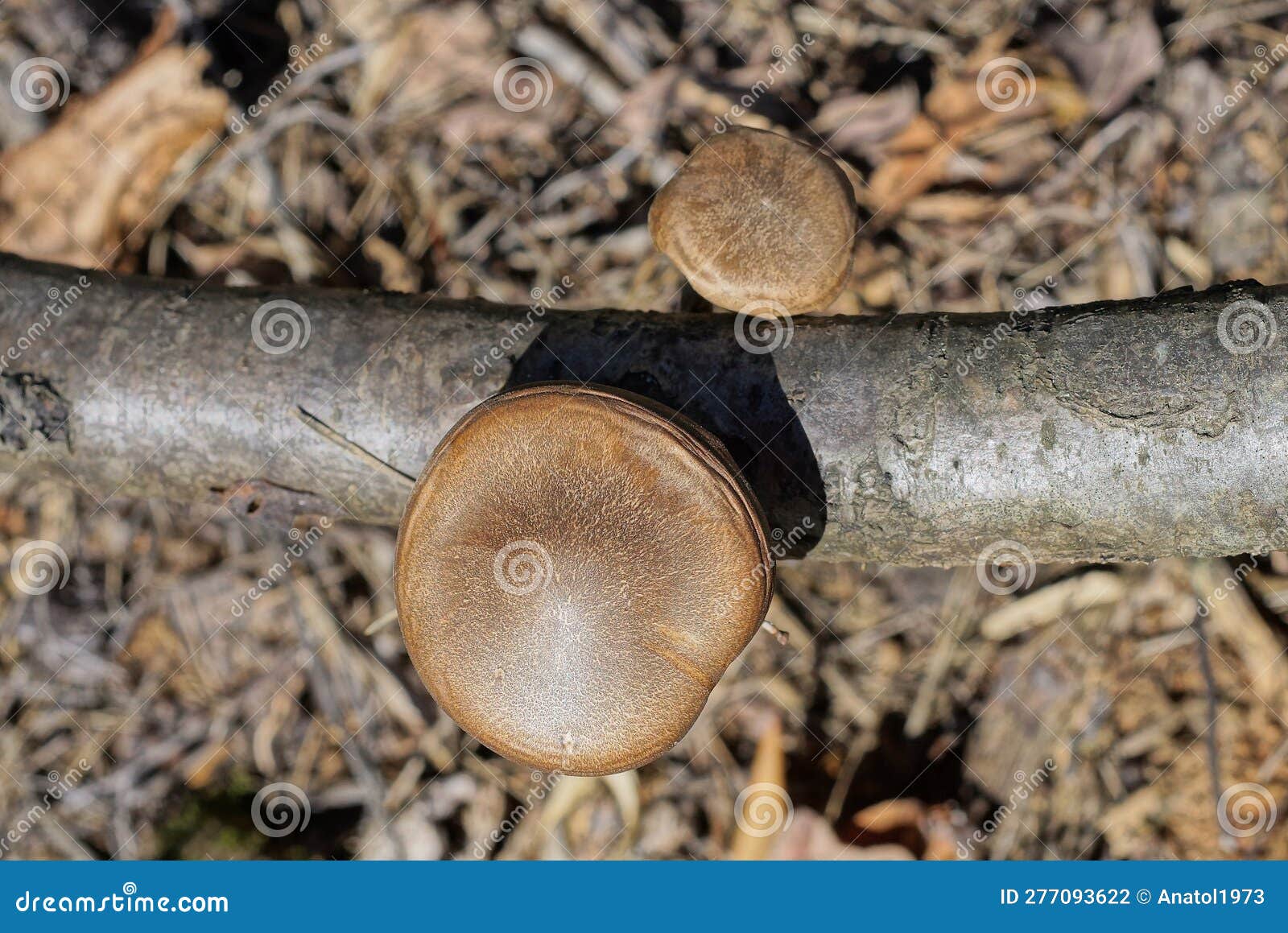 One Small Brown Toadstool Mushroom on a Gray Tree Branch Stock Photo ...
