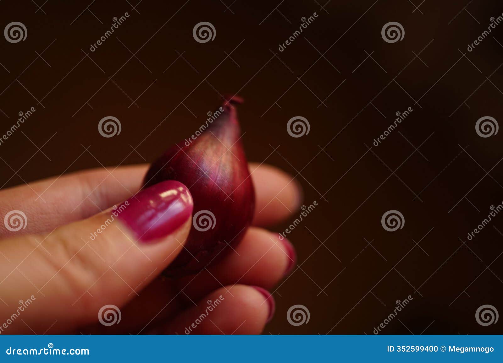 One Small Bulb for Planting in Female Hand Stock Photo - Image of ...