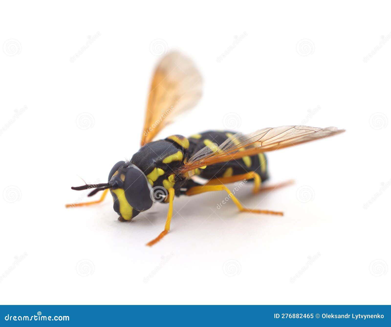 One small bumblebee stock image. Image of insect, sharp - 276882465