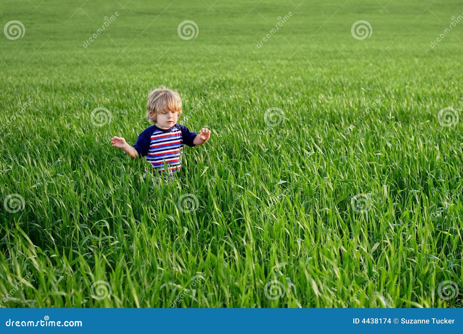 One Small Child in an Ocean of Grass Stock Photo - Image of childhood ...