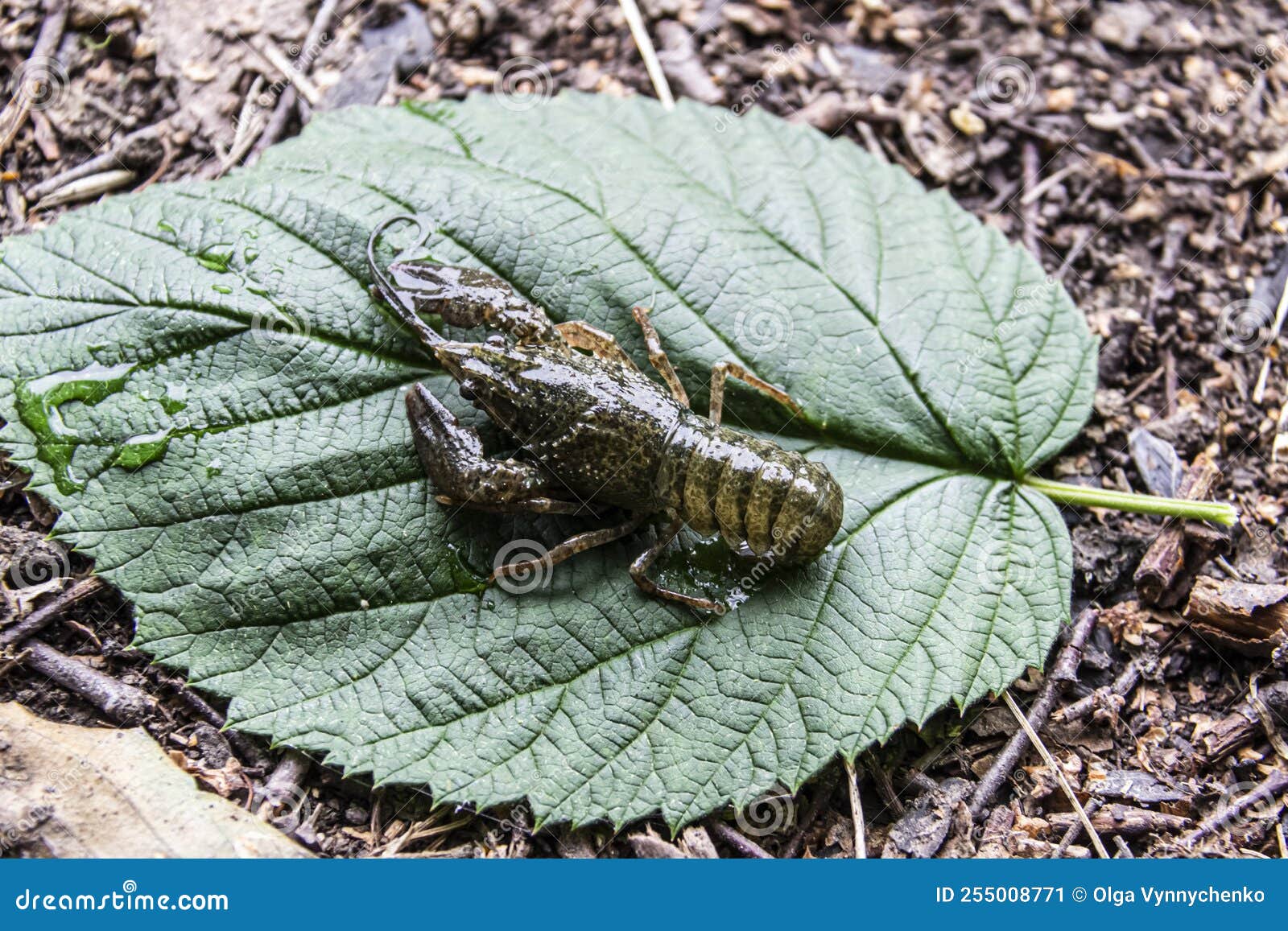 The One Small Crayfish Sit on the Green Leaf Against Background ...