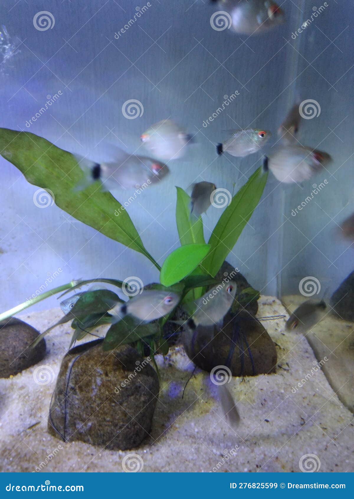 This is One of the Small and Cute Fish Named Tetra Fish Stock Image ...