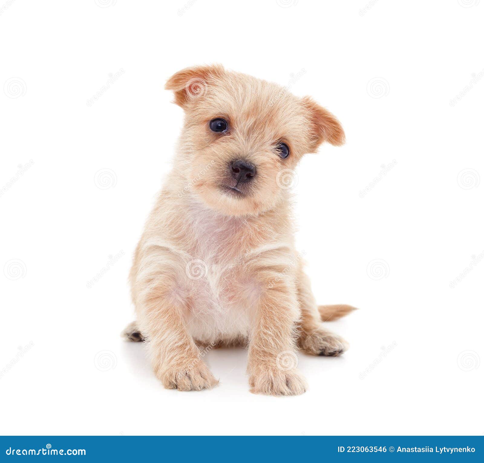 One small dog stock photo. Image of attentive, nature - 223063546