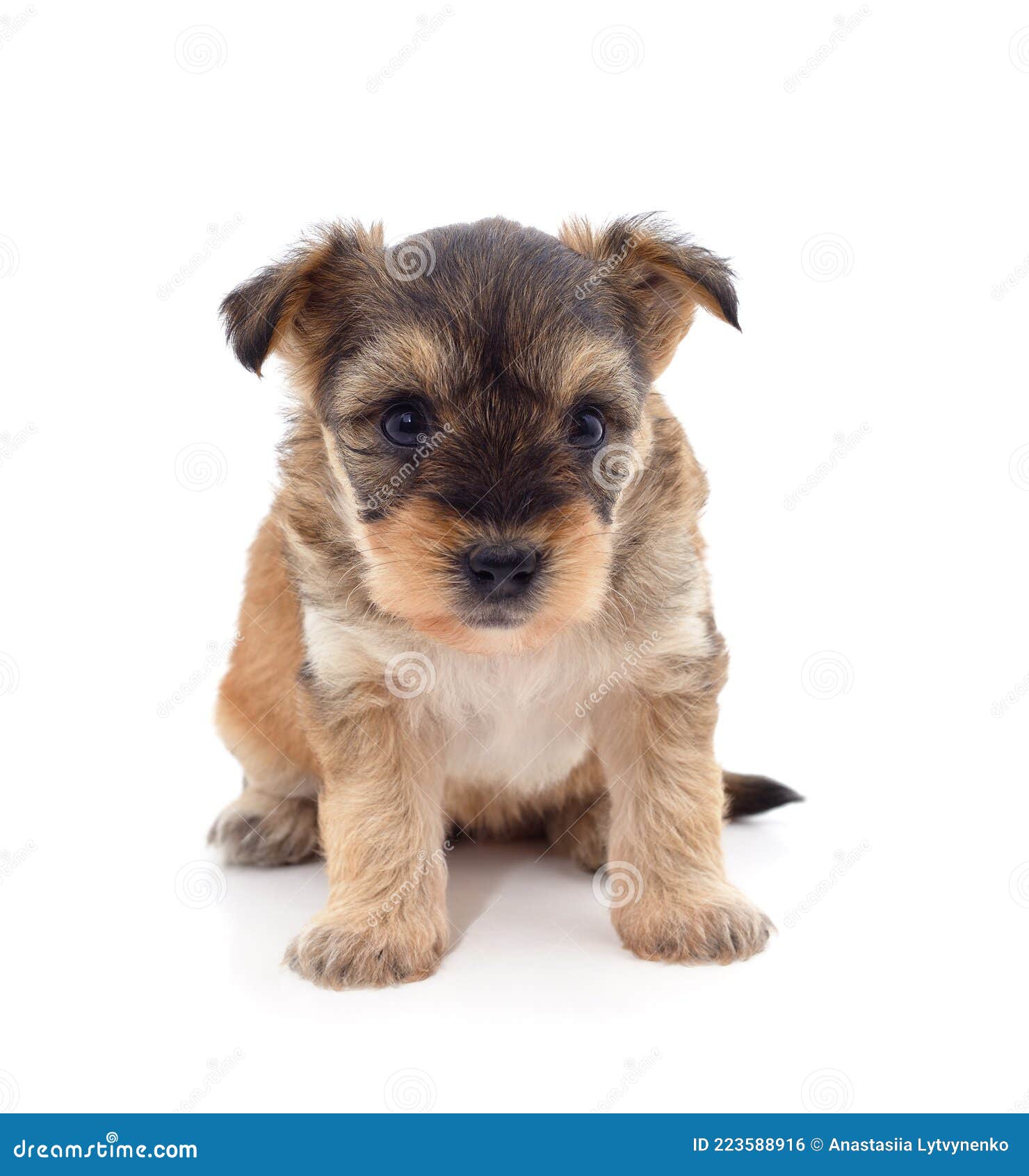 One small dog stock photo. Image of nice, attentive - 223588916