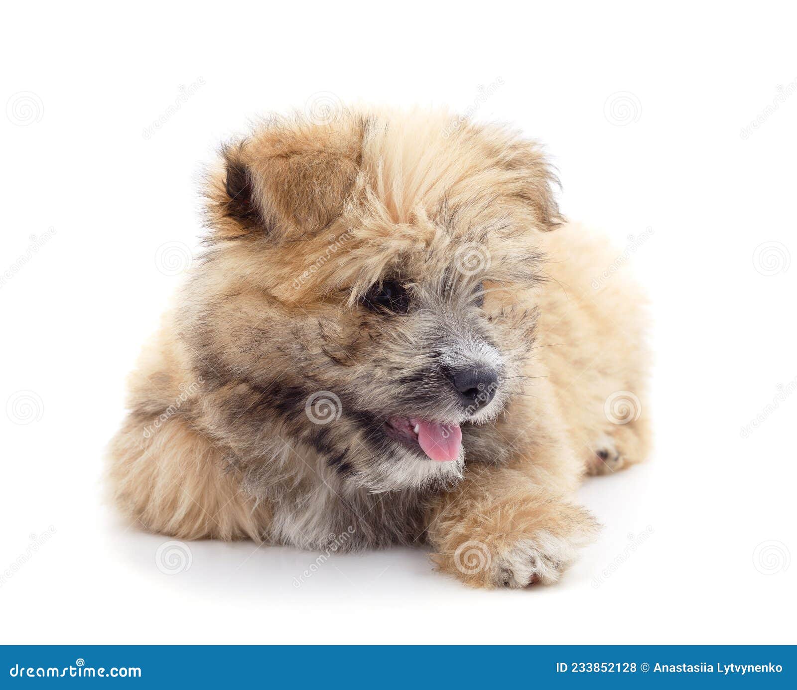 One small dog stock photo. Image of nice, brown, white - 233852128