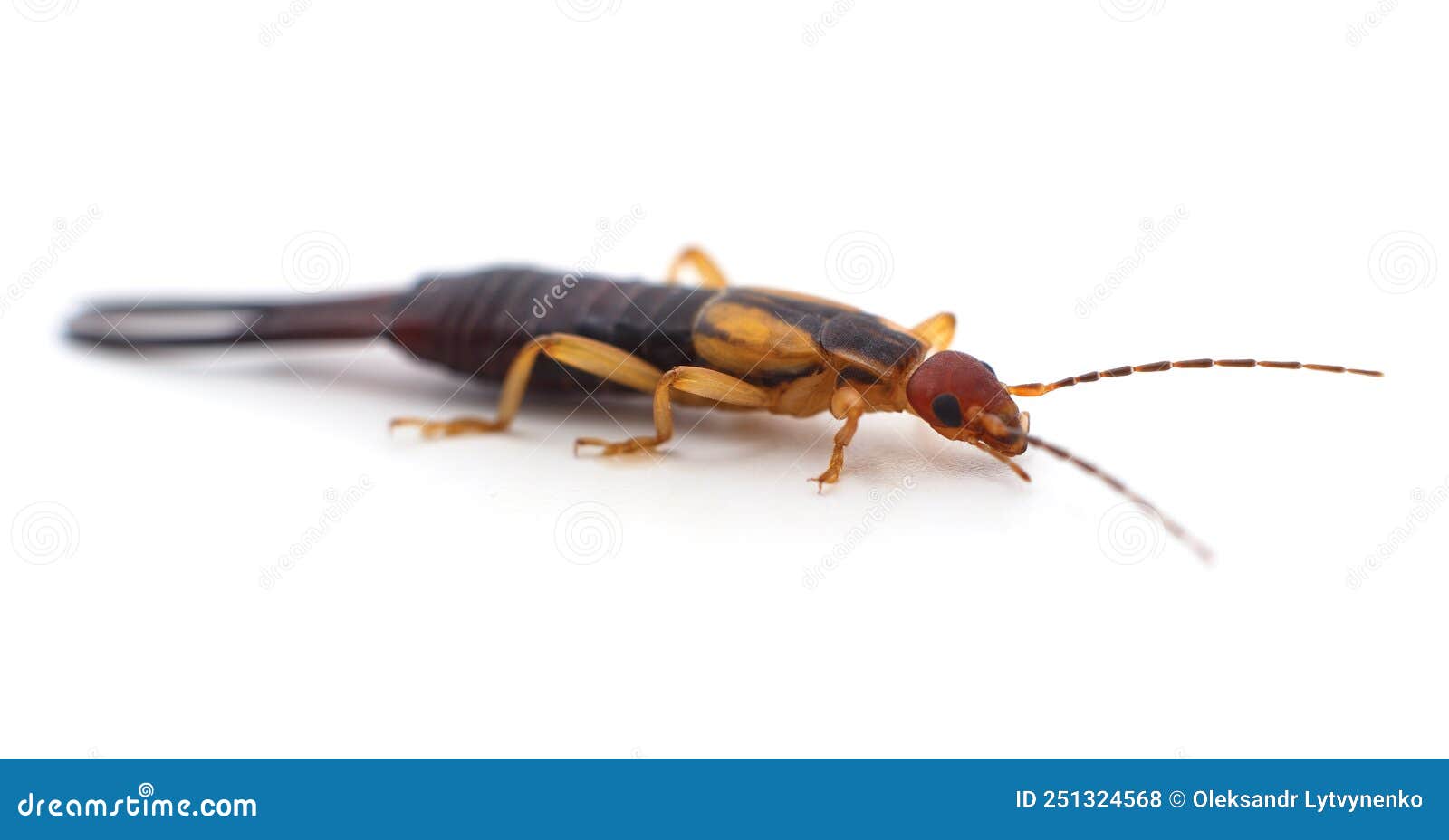 One small earwig stock photo. Image of forceps, bite - 251324568