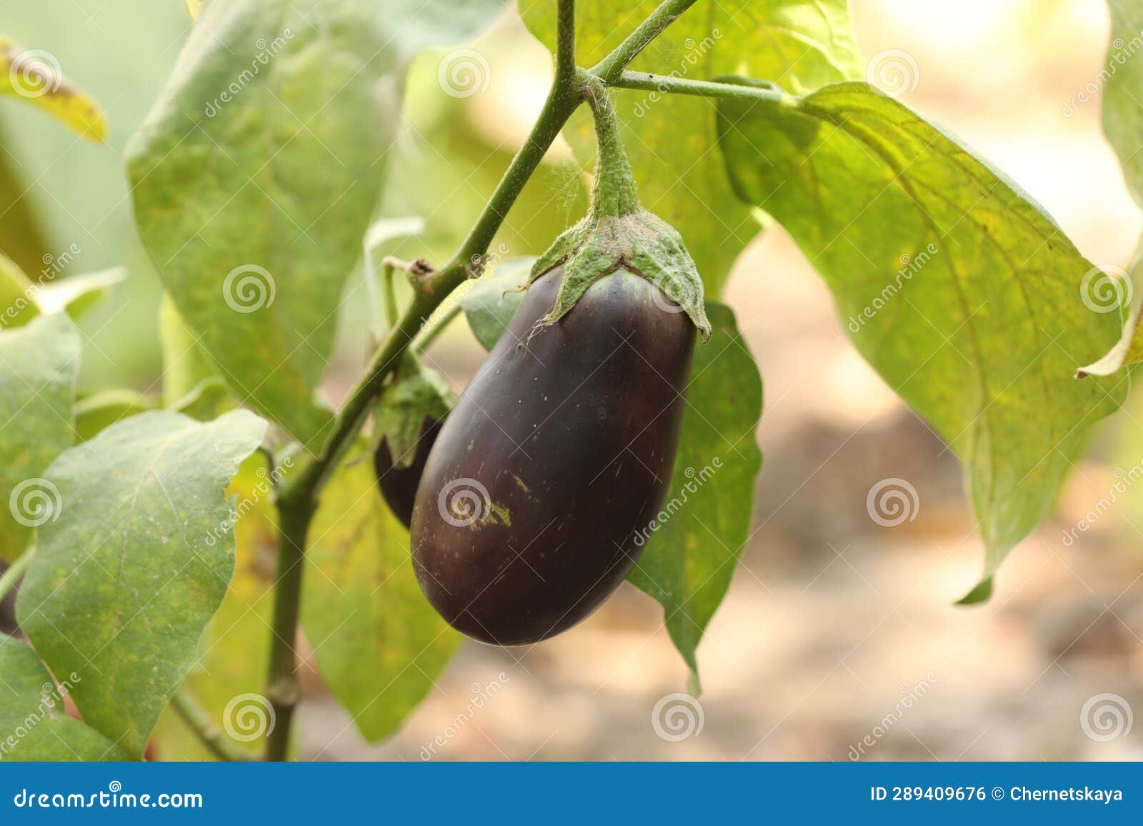 One Small Eggplant Growing on Stem Outdoors Stock Photo - Image of brinjal, background: 289409676