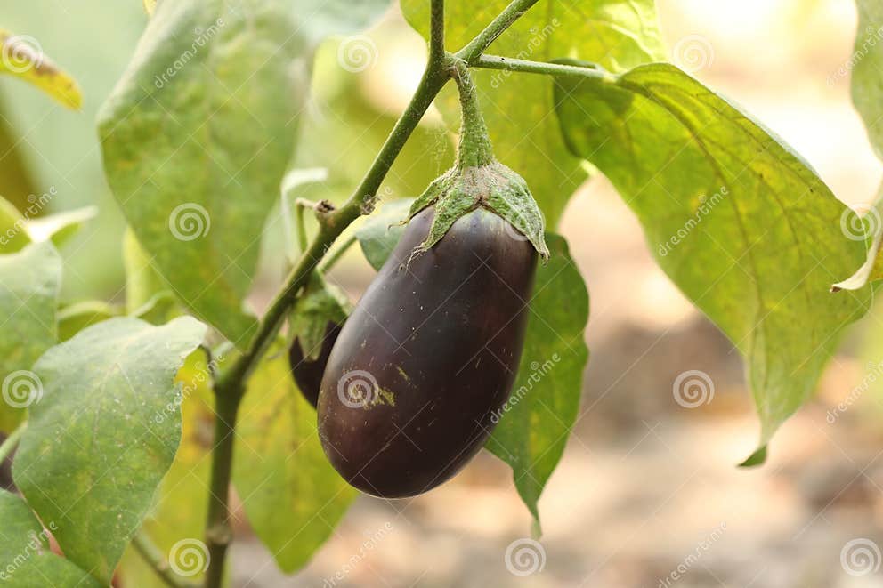 One Small Eggplant Growing on Stem Outdoors Stock Photo - Image of ...
