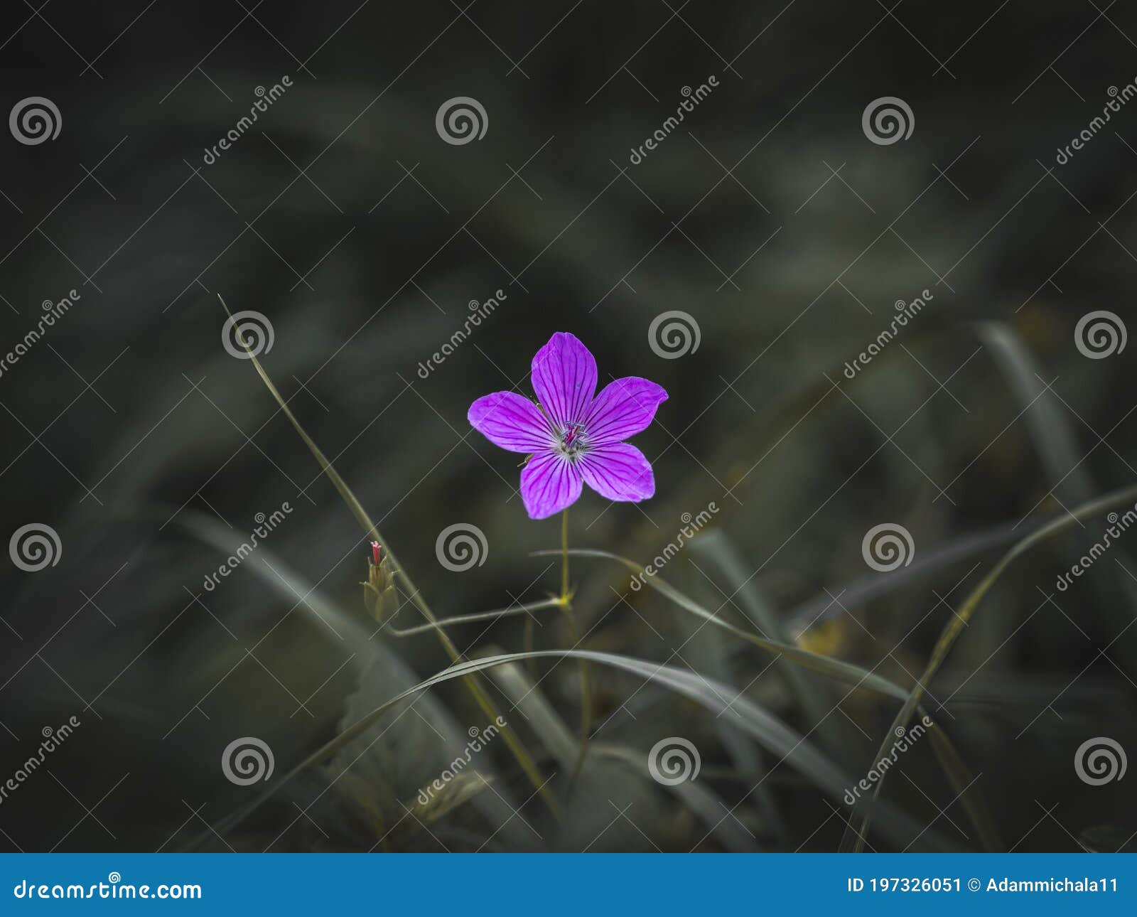 One small flower in grass stock image. Image of light - 197326051