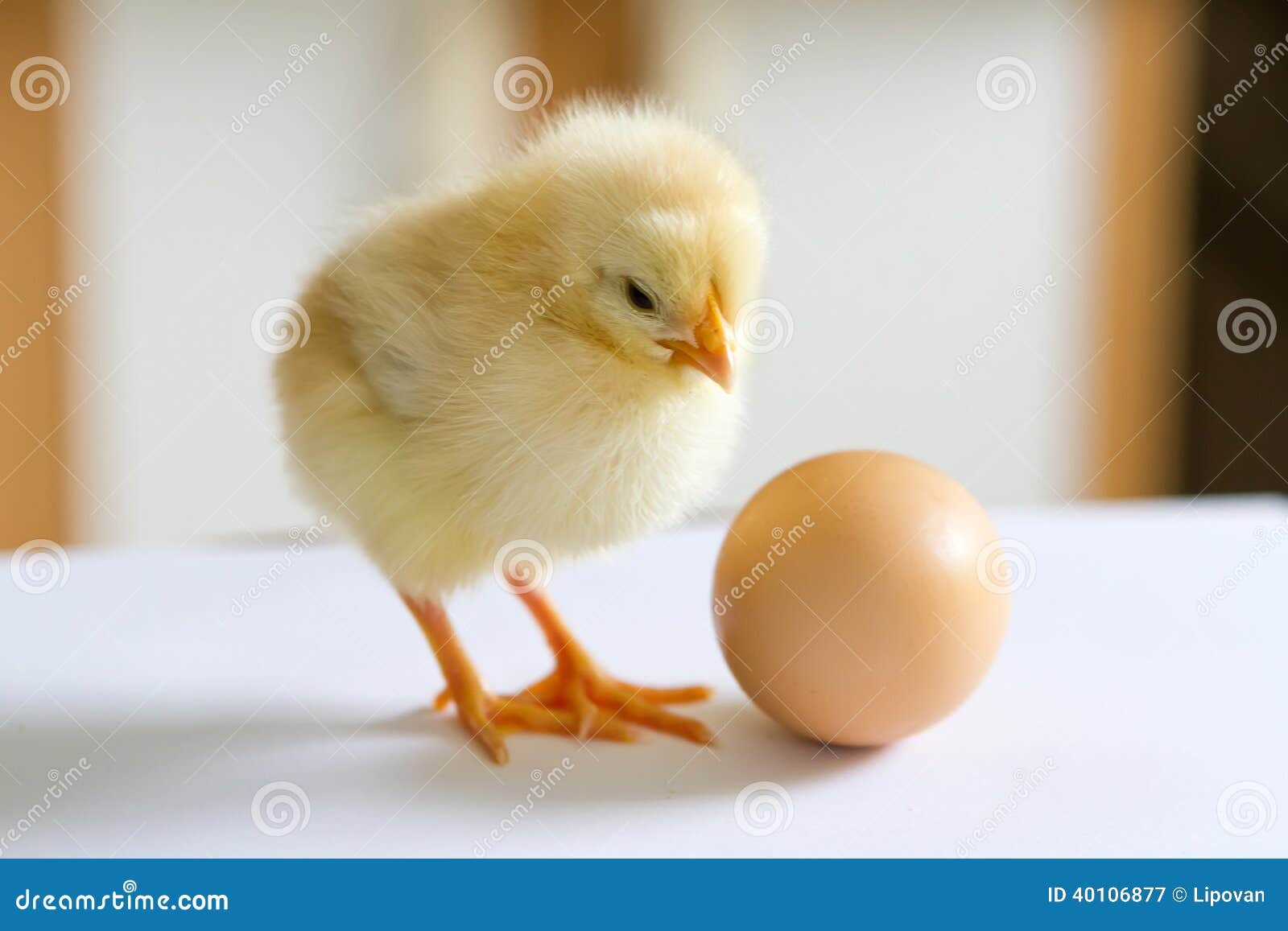 One Small Fluffy Yellow Chick Standing on a White Surface, and L Stock ...