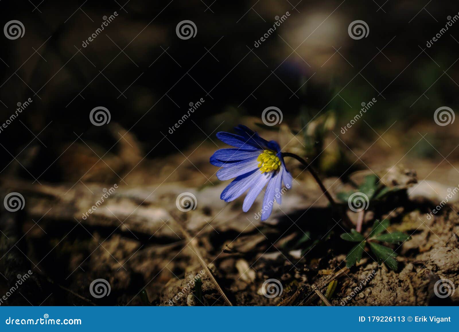 One Small Forest Blue Primrose Flower Bloomed on Wet Ground Stock Image ...