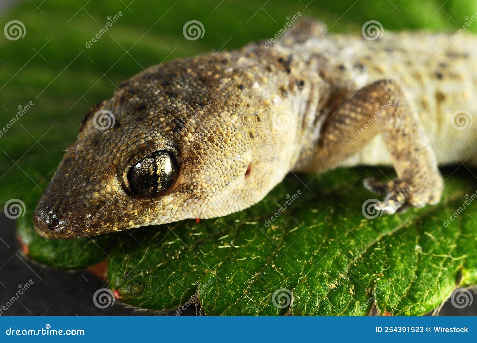 Gecko Lizard and Leaf stock image. Image of hemidactylus - 254391523
