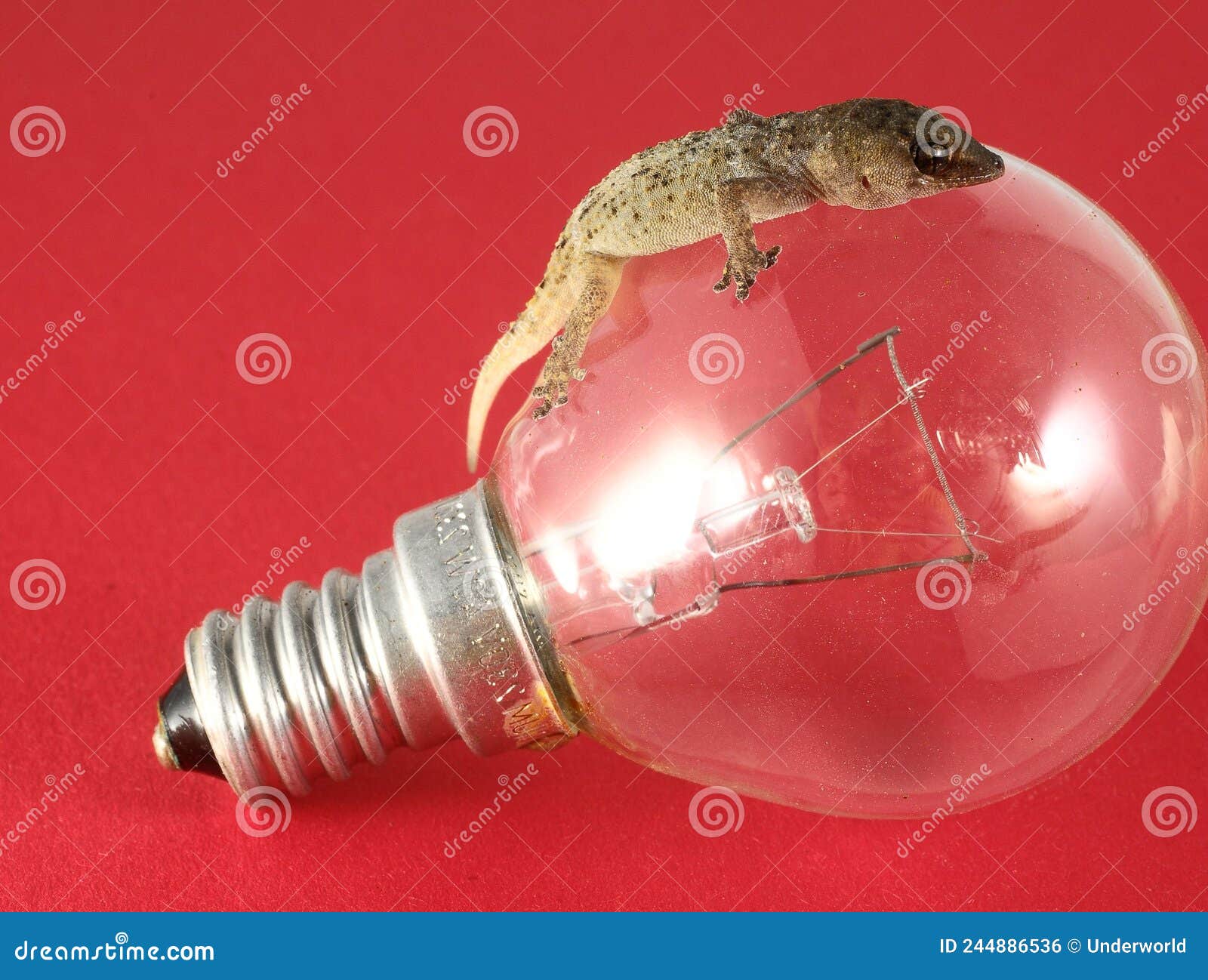 Gecko Lizard and Light Bulb Stock Photo - Image of isolated, brown ...
