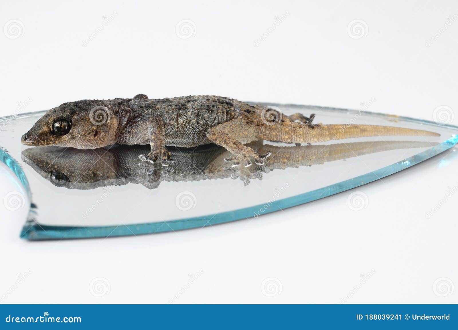One Small Gecko Lizard And Mirror Stock Image - Image of hemidactylus ...