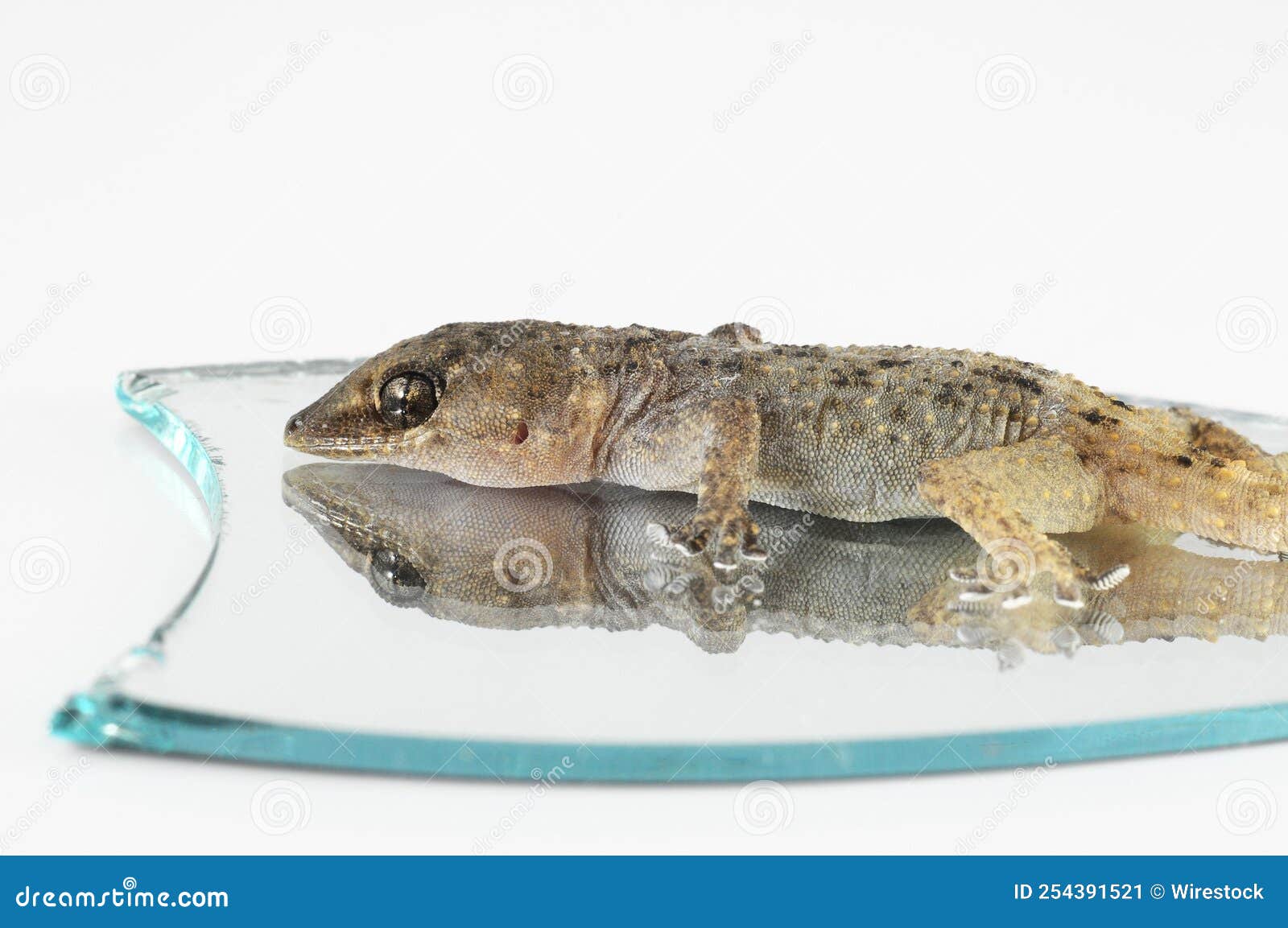 One Small Gecko Lizard and Mirror Stock Image - Image of full, studio ...